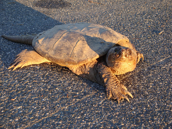 Common Snapping Turtle | Project Noah