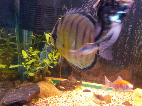 Discus | Project Noah