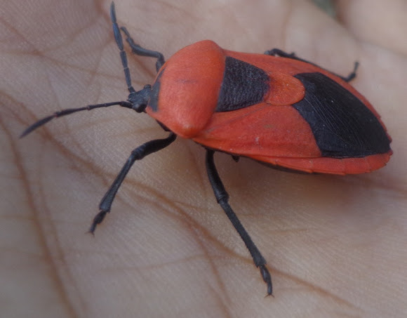 Red Pumpkin Bug / Cucurbit Stink Bug | Project Noah