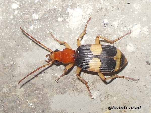 Bombardier Beetle | Project Noah