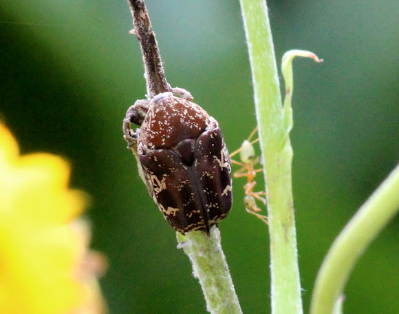 Mango Flower beetle | Project Noah