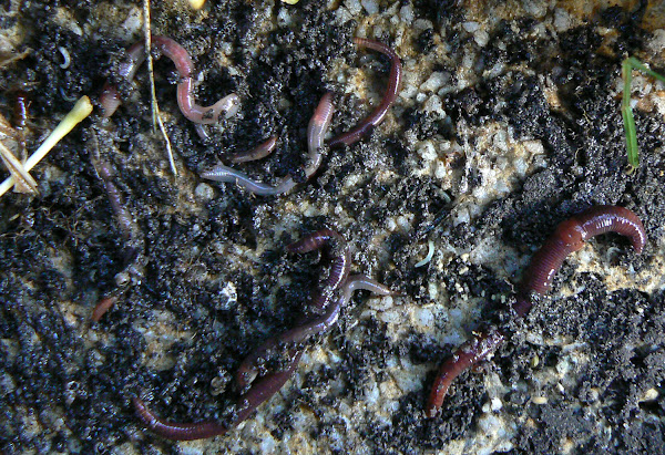 Earthwormsss | Project Noah