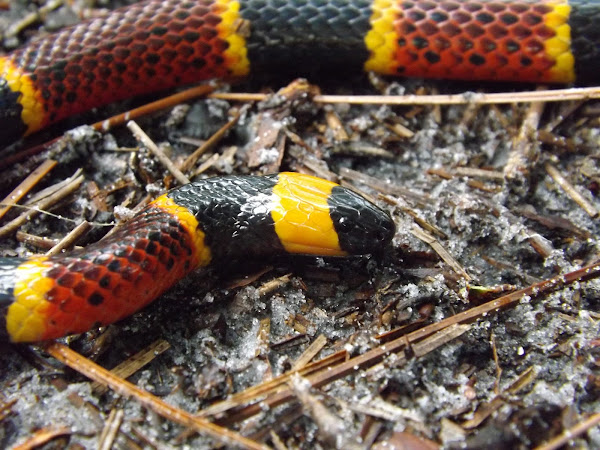 Eastern Coral Snake | Project Noah