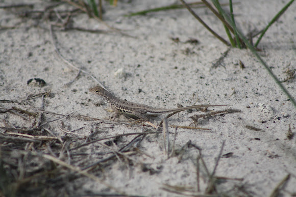 Keeled Earless Lizard | Project Noah
