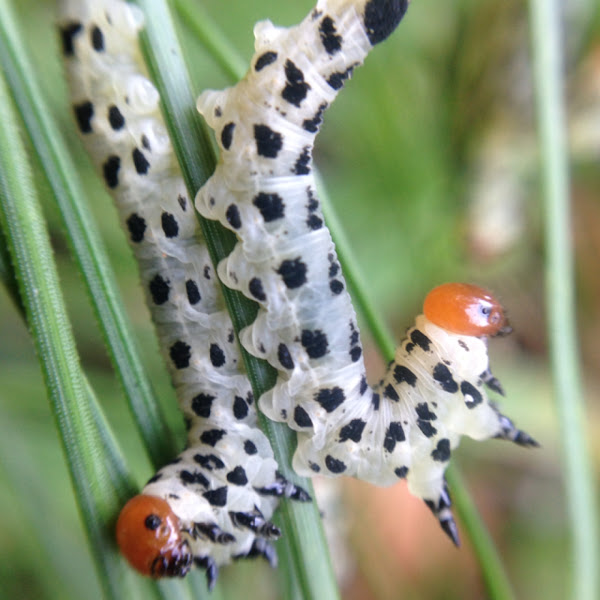 Argid sawfly larvae | Project Noah