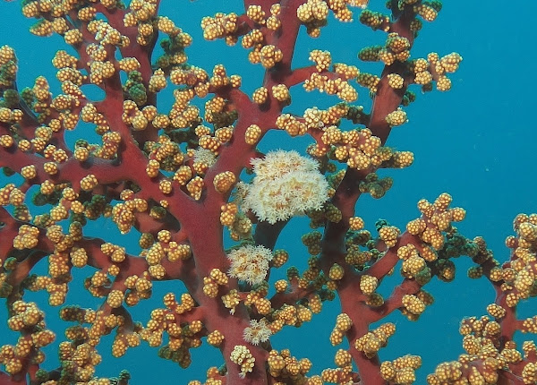 Soft Tree Corals | Project Noah