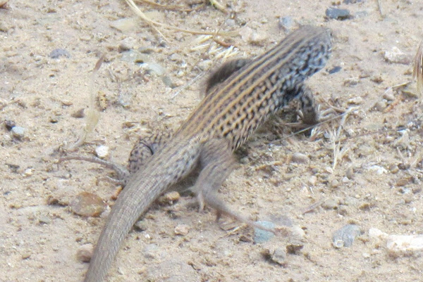 Painted Desert Whiptail | Project Noah