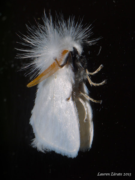 White Flannel Moth | Project Noah