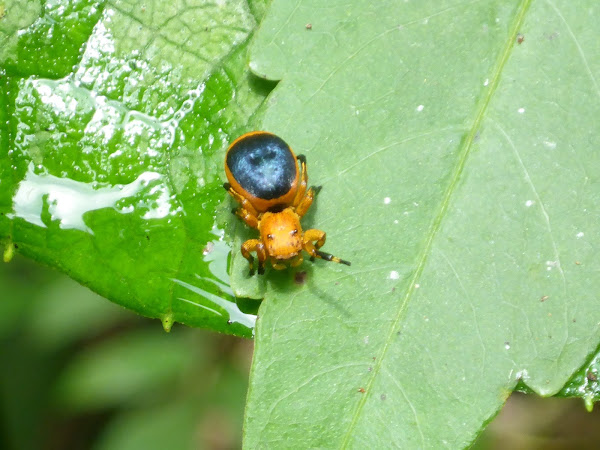 Velvet Ant Mimic Jumping Spider | Project Noah