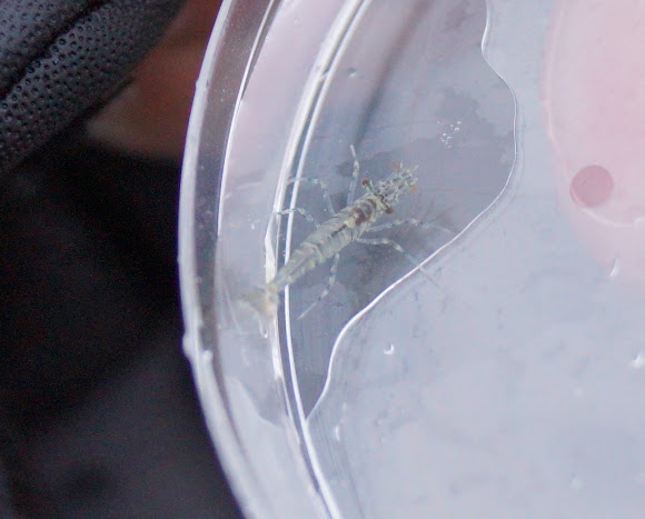 Red-banded Transparent Shrimp | Project Noah