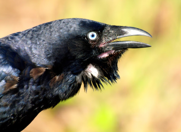 Torresian Crow | Project Noah