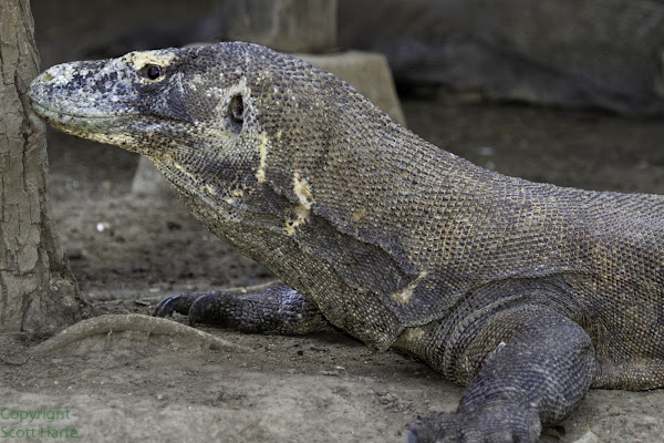 Komodo Dragon | Project Noah