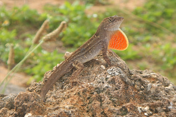Brown Anole | Project Noah