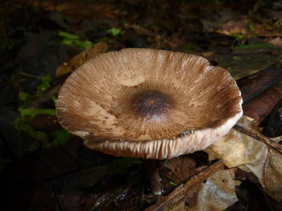 Hongo | Project Noah