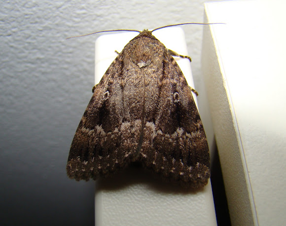 Copper Underwing | Project Noah