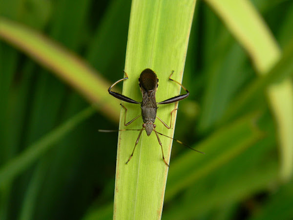 large brown bean bug | Project Noah