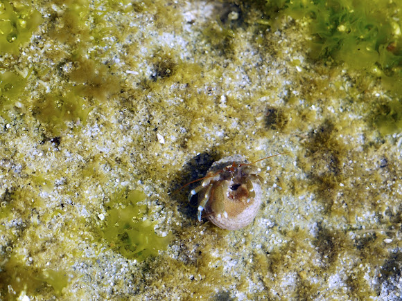 Blue Band Hermit Crab | Project Noah