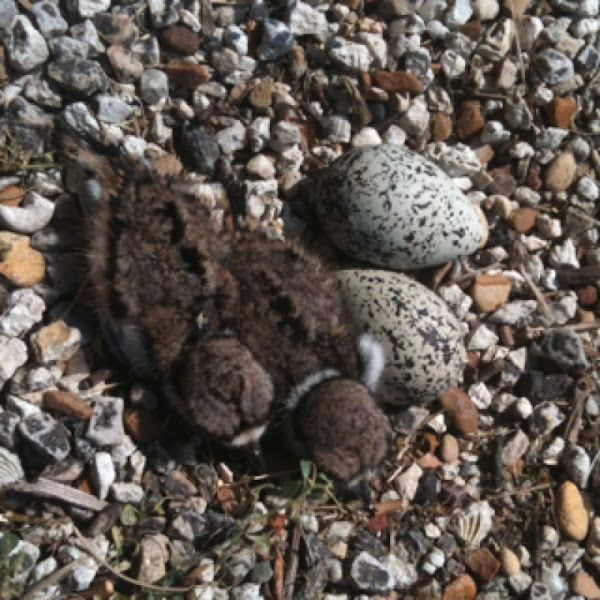 Killdeer babies and eggs | Project Noah