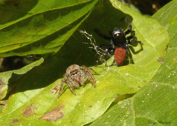 Jumping Spiders Mating Ritual Project Noah