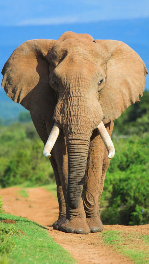 Sound Touch - Android Apps on Google Play