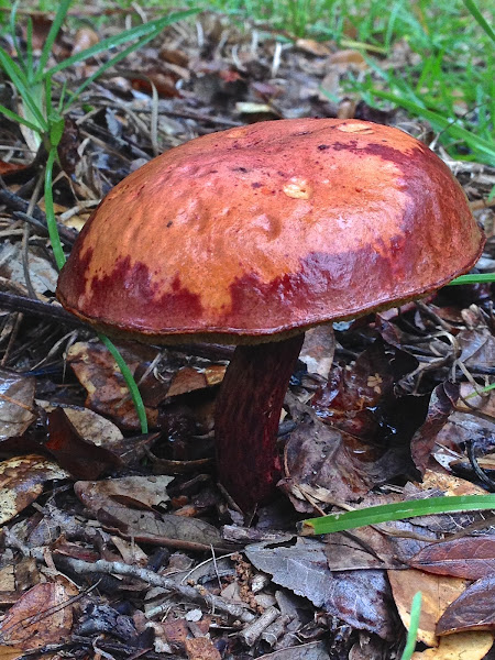 Two-colored Bolete | Project Noah