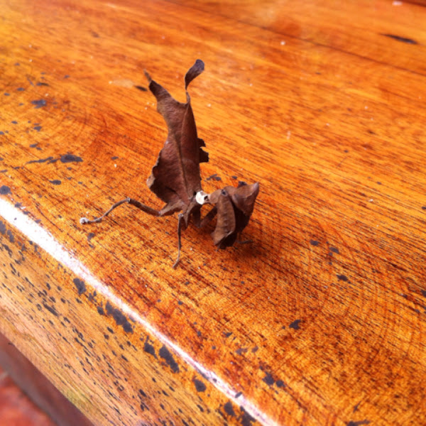 South American Dead Leaf Mantis | Project Noah