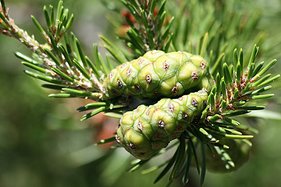 Jack Pine Cones | Project Noah