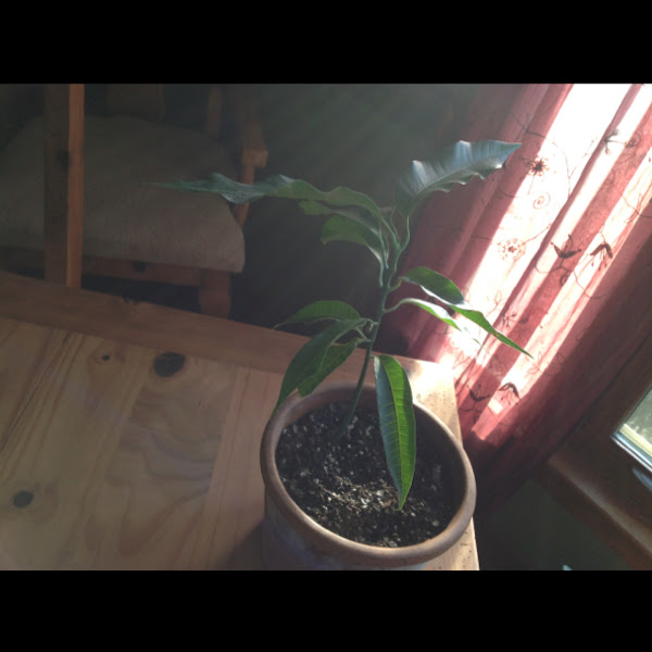 Mango tree | Project Noah