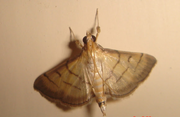 Lesser Rice-Leafroller | Project Noah