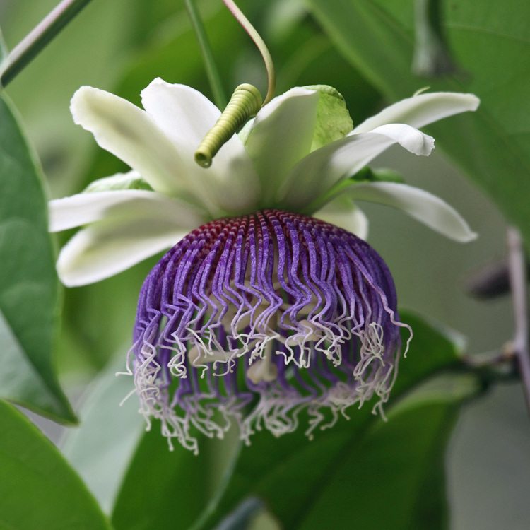 Purple Passionflower | Project Noah