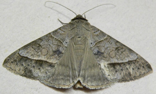 Small Mocis Moth | Project Noah