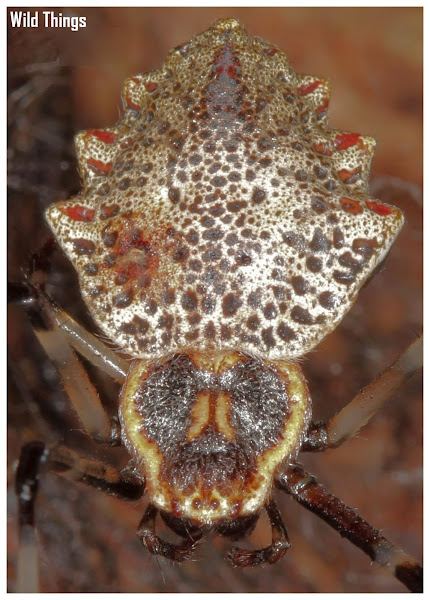 Female Ornamental Tree Trunk Spider | Project Noah