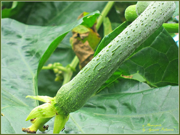 Patola, Loofah, Sponge Gourd | Project Noah