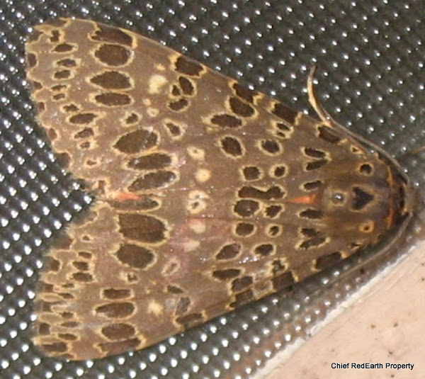 Olepa Arctiid Moth | Project Noah