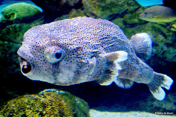 Puffer fish | Project Noah