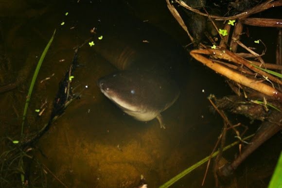 Three Toed Amphiuma | Project Noah