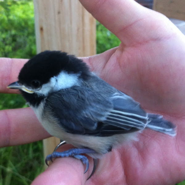 Black-capped Chickadee (Fledgling) | Project Noah