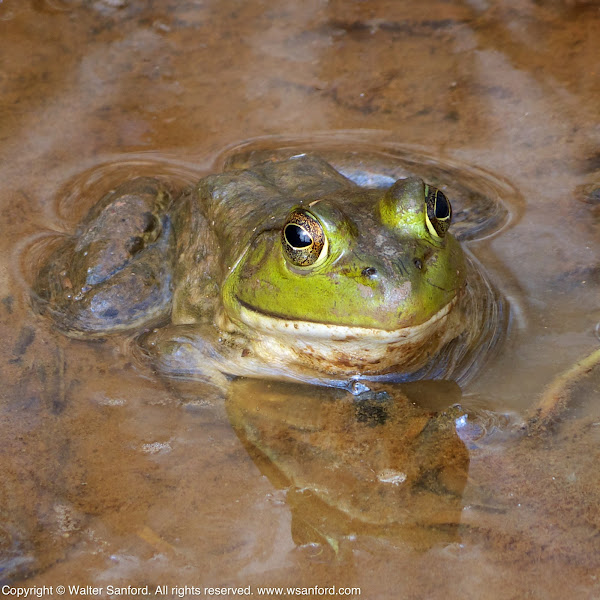 American Bullfrog | Project Noah