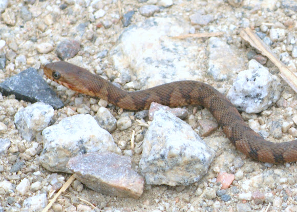 Banded Water Snake | Project Noah