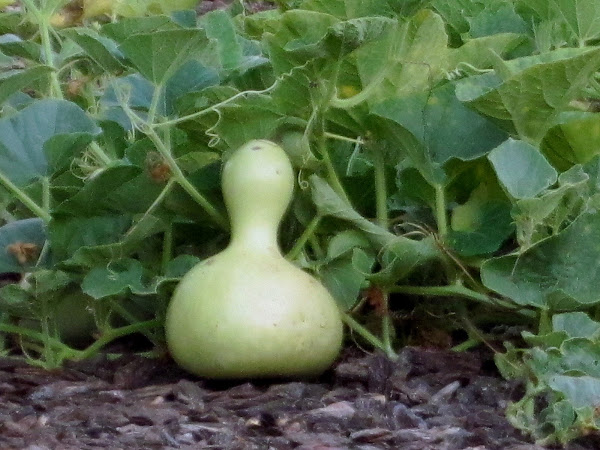 Calabash | Project Noah