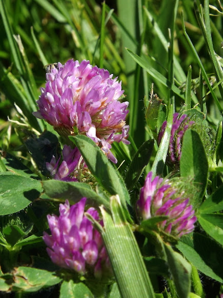 Red Clover | Project Noah