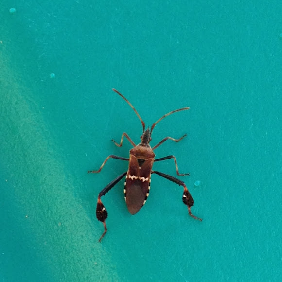 Western Leaf-footed Bug | Project Noah