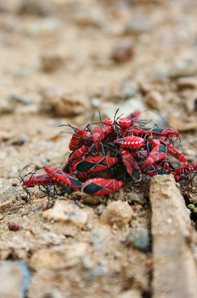 St. Andrew's Cotton Stainer | Project Noah
