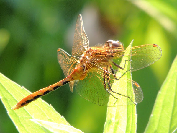 Ruby Meadowhawk | Project Noah