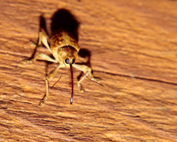 Black Oak Acorn Weevil | Project Noah