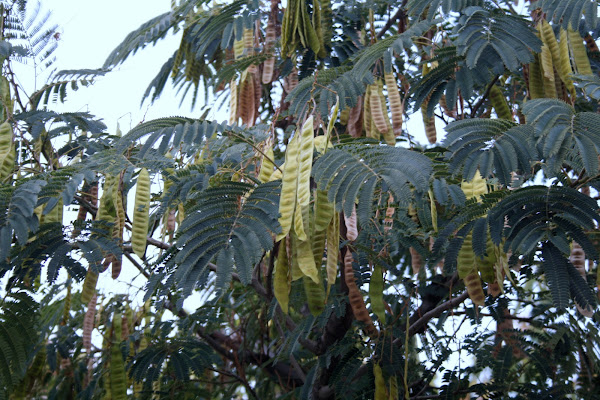 Persian silk tree | Project Noah