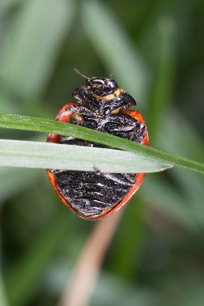 nine-spotted lady bug | Project Noah
