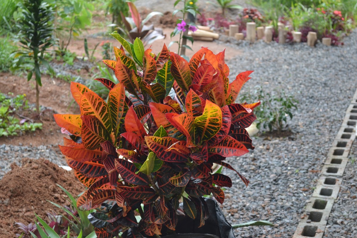 Croto | Project Noah