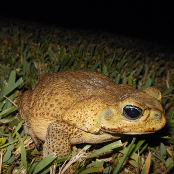 Cane Toad | Project Noah
