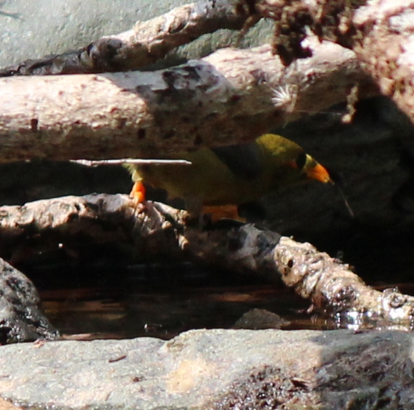 Bell Miner (Bellbird) | Project Noah